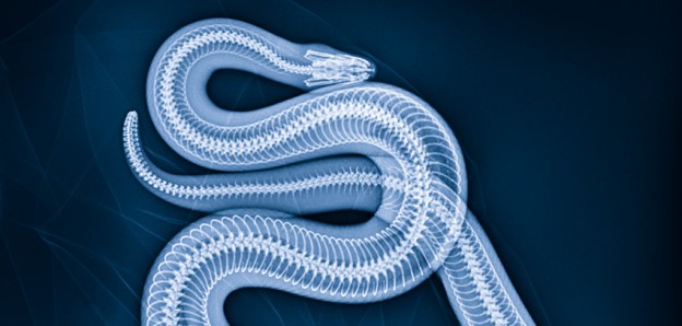 snake-x-ray - Color Services